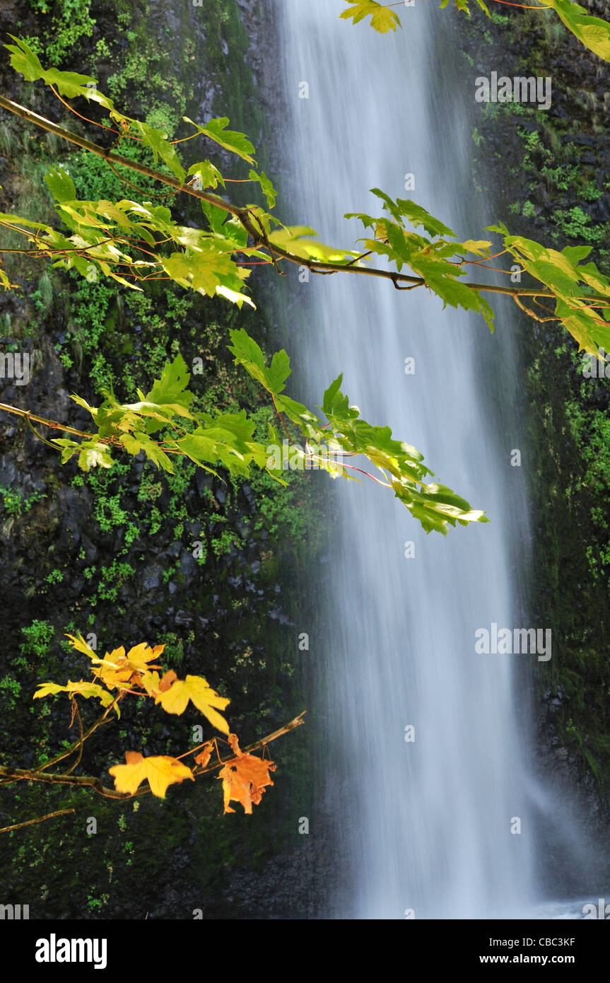 Columbia river gorge falls hi-res stock photography and images - Alamy