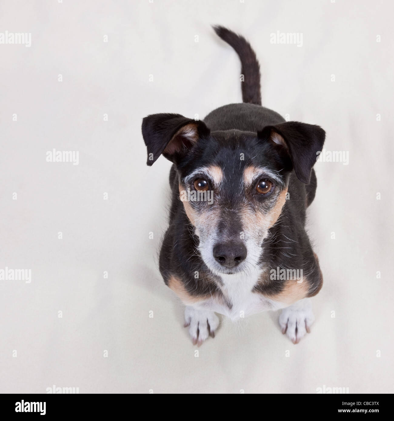 Siting With Dog High Resolution Stock Photography and Images - Alamy