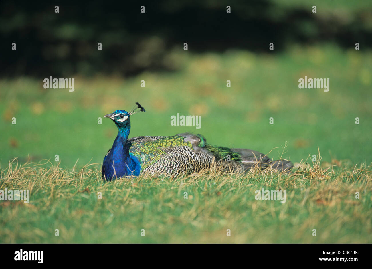 Male peacock, Dorset, UK Stock Photo - Alamy