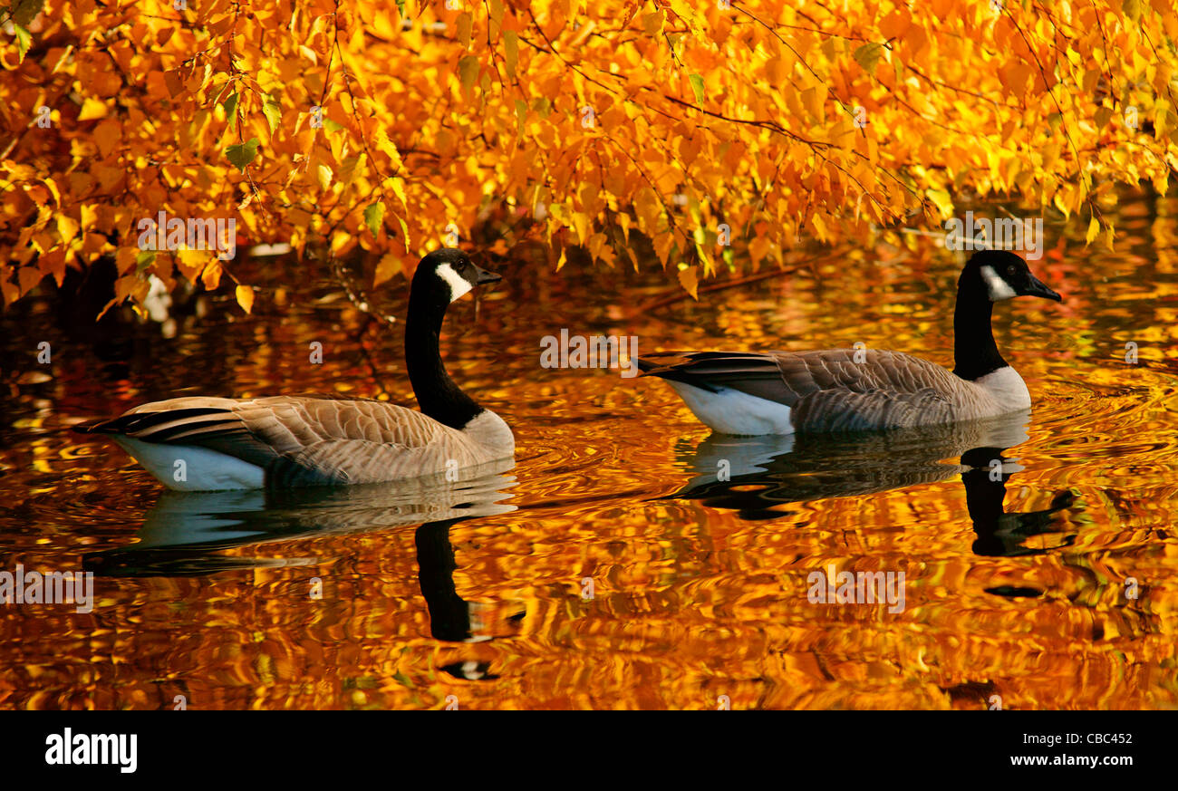Fall geese hi-res stock photography and images - Alamy