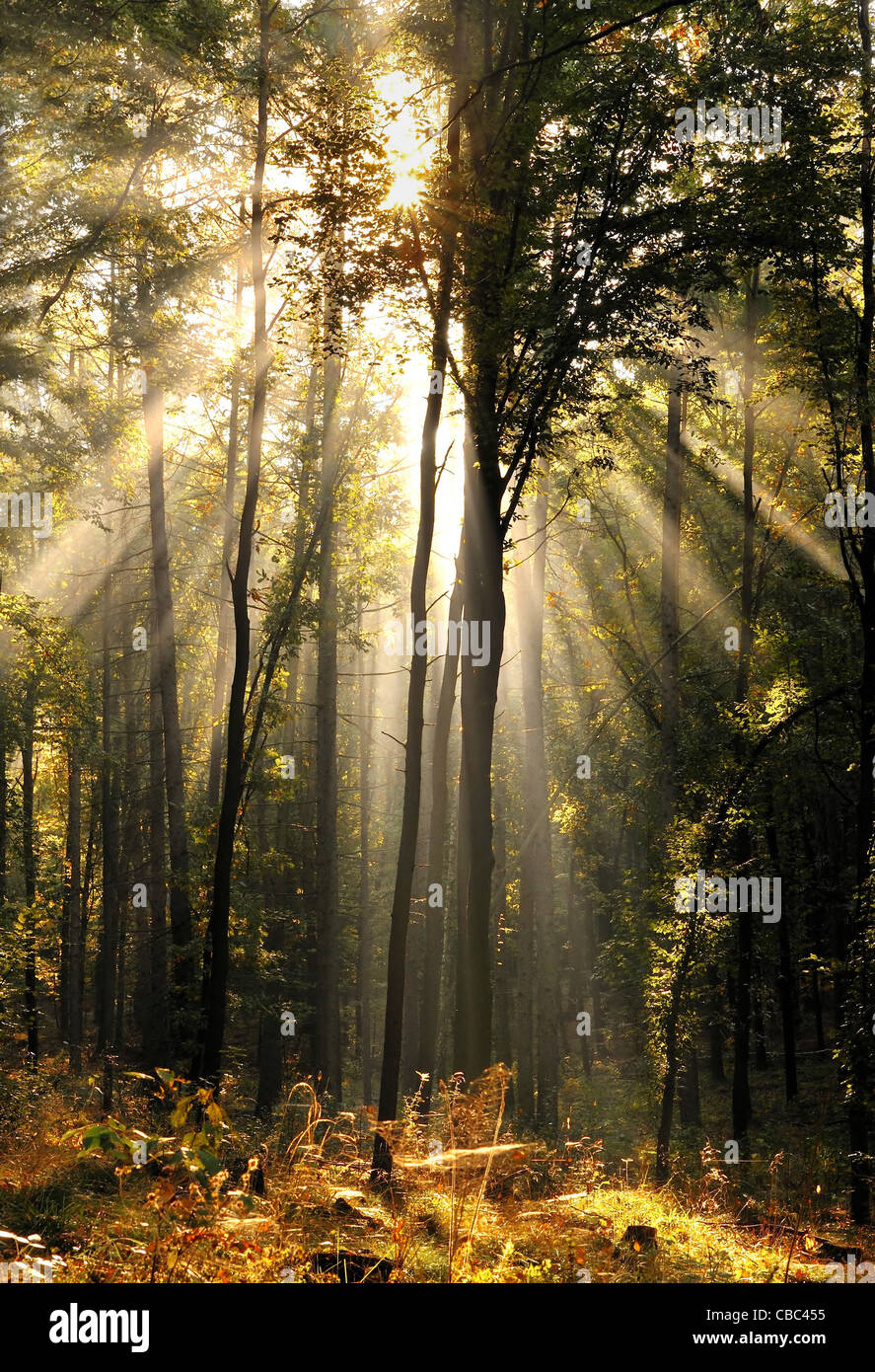 Angel in autumn forest Stock Photo - Alamy