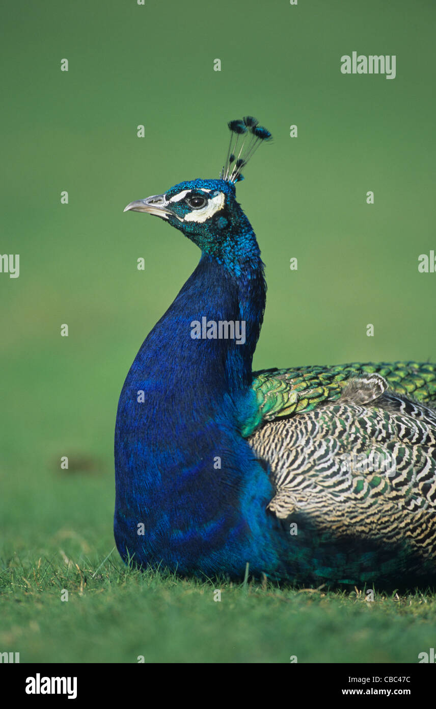 Male peacock, Dorset, UK Stock Photo - Alamy