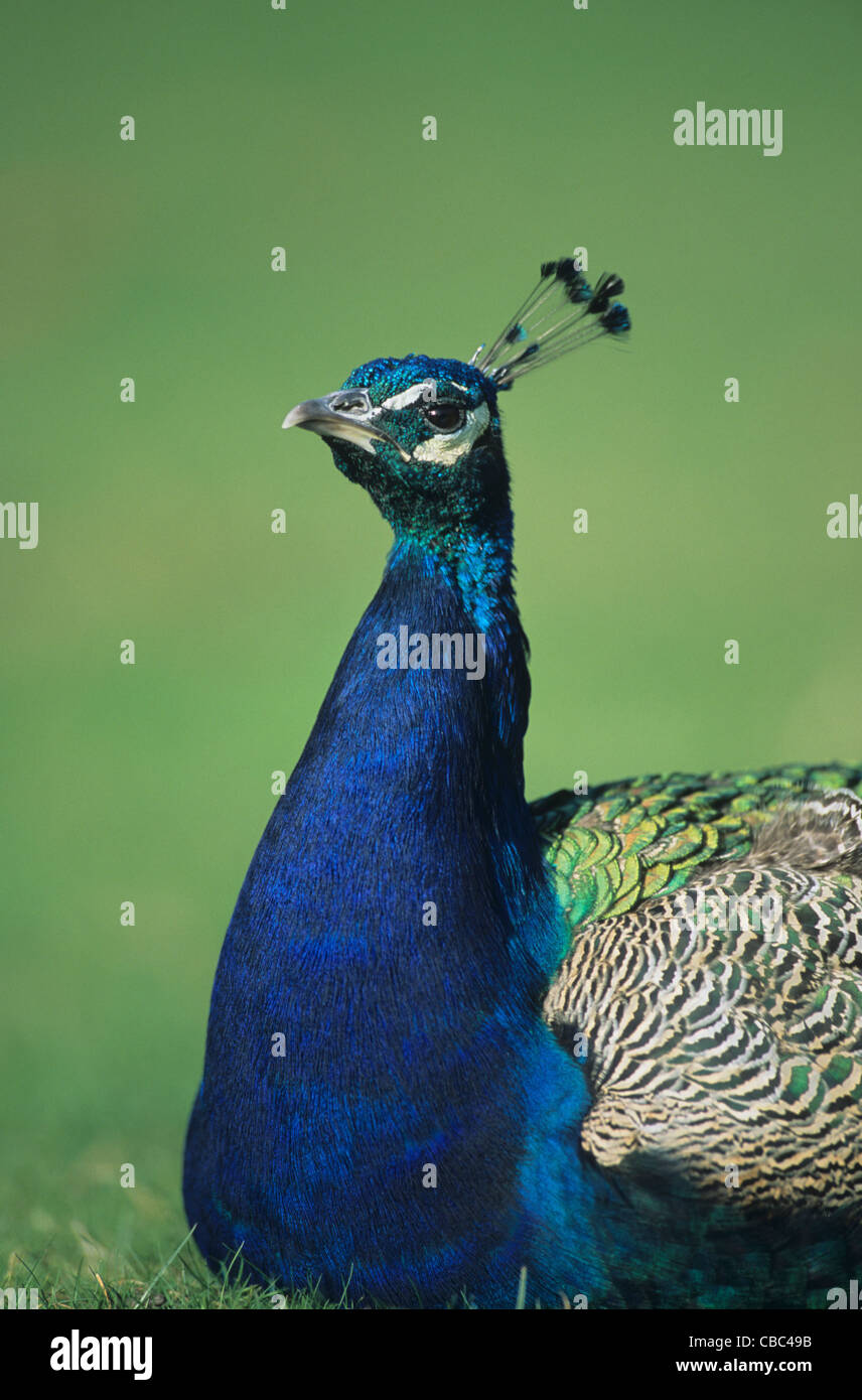 Male peacock, Dorset, UK Stock Photo - Alamy