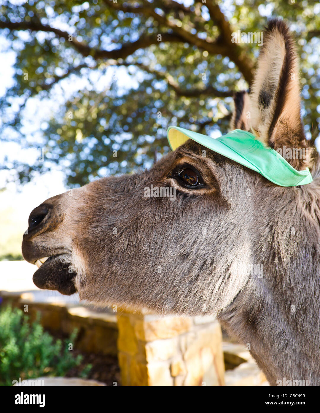 Sicilian Miniature Donkey wearing a Green Sun Visor Hat Stock Photo - Alamy