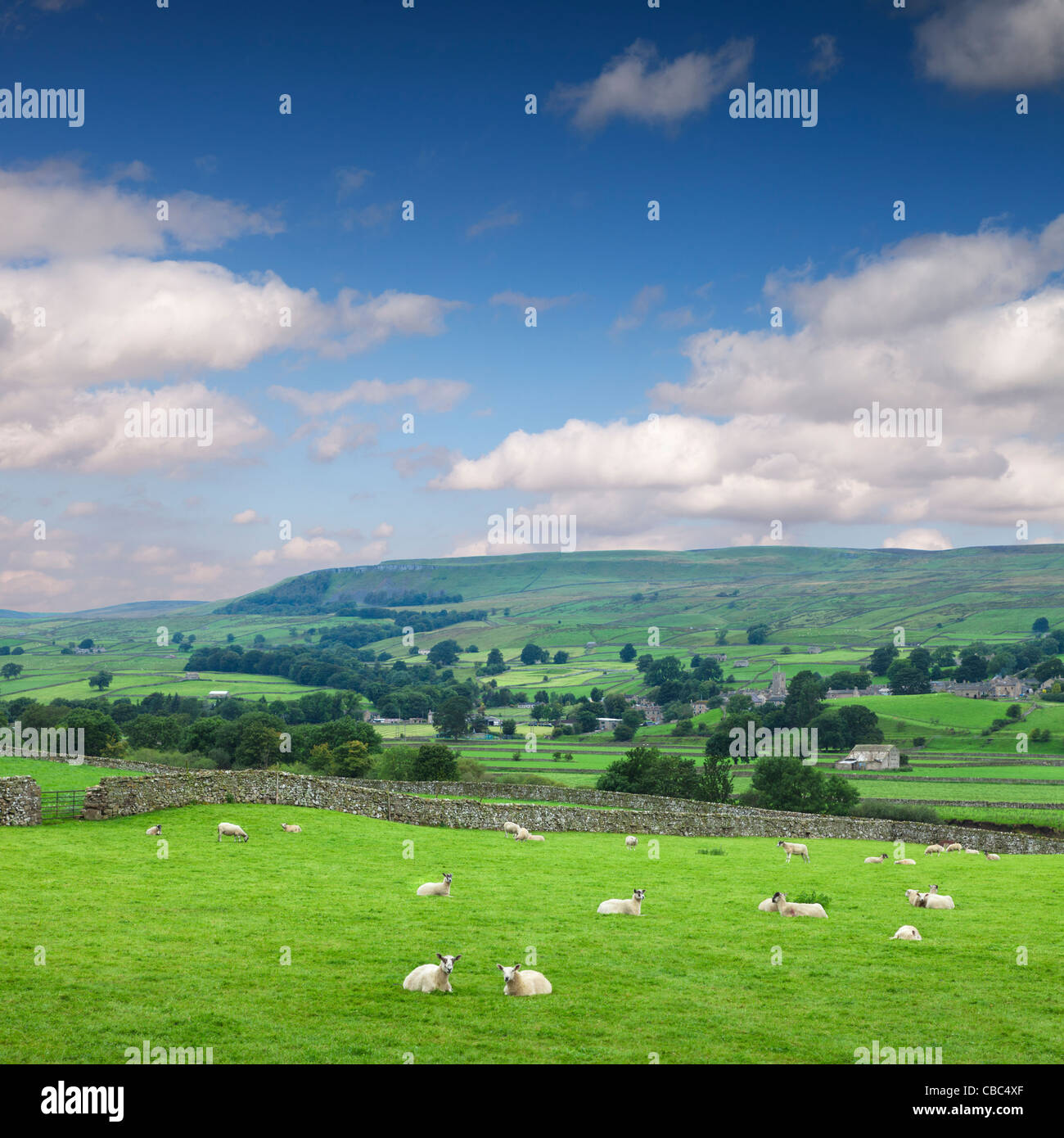 Wensleydale sheep hi-res stock photography and images - Alamy