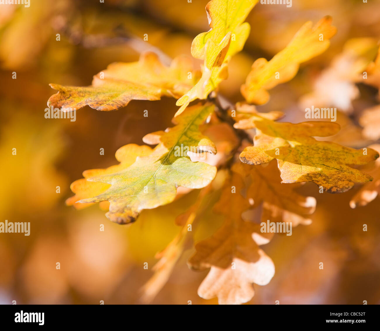 Gold color floral hi-res stock photography and images - Alamy