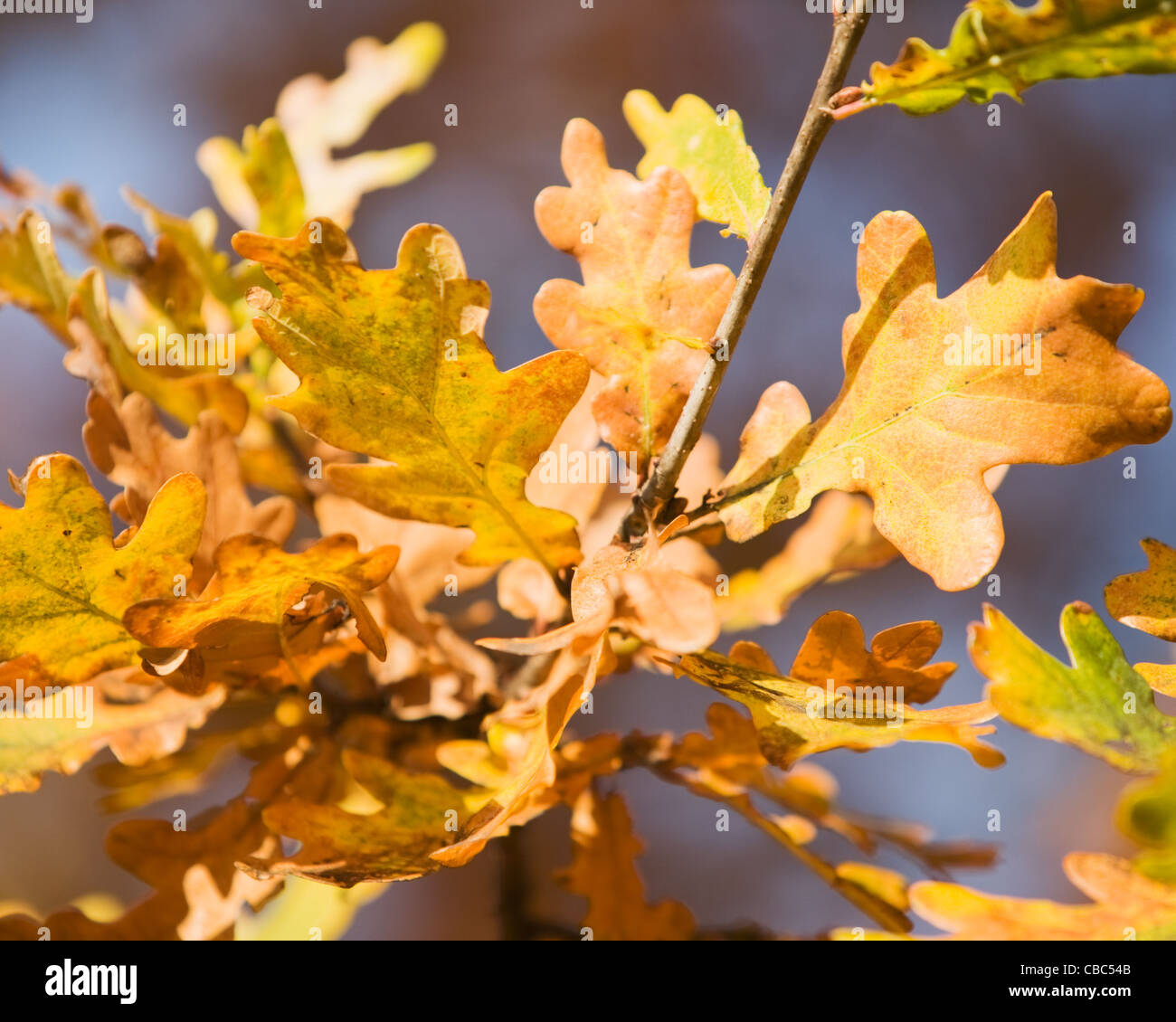 Gold autumn colors of oak leaves Stock Photo - Alamy