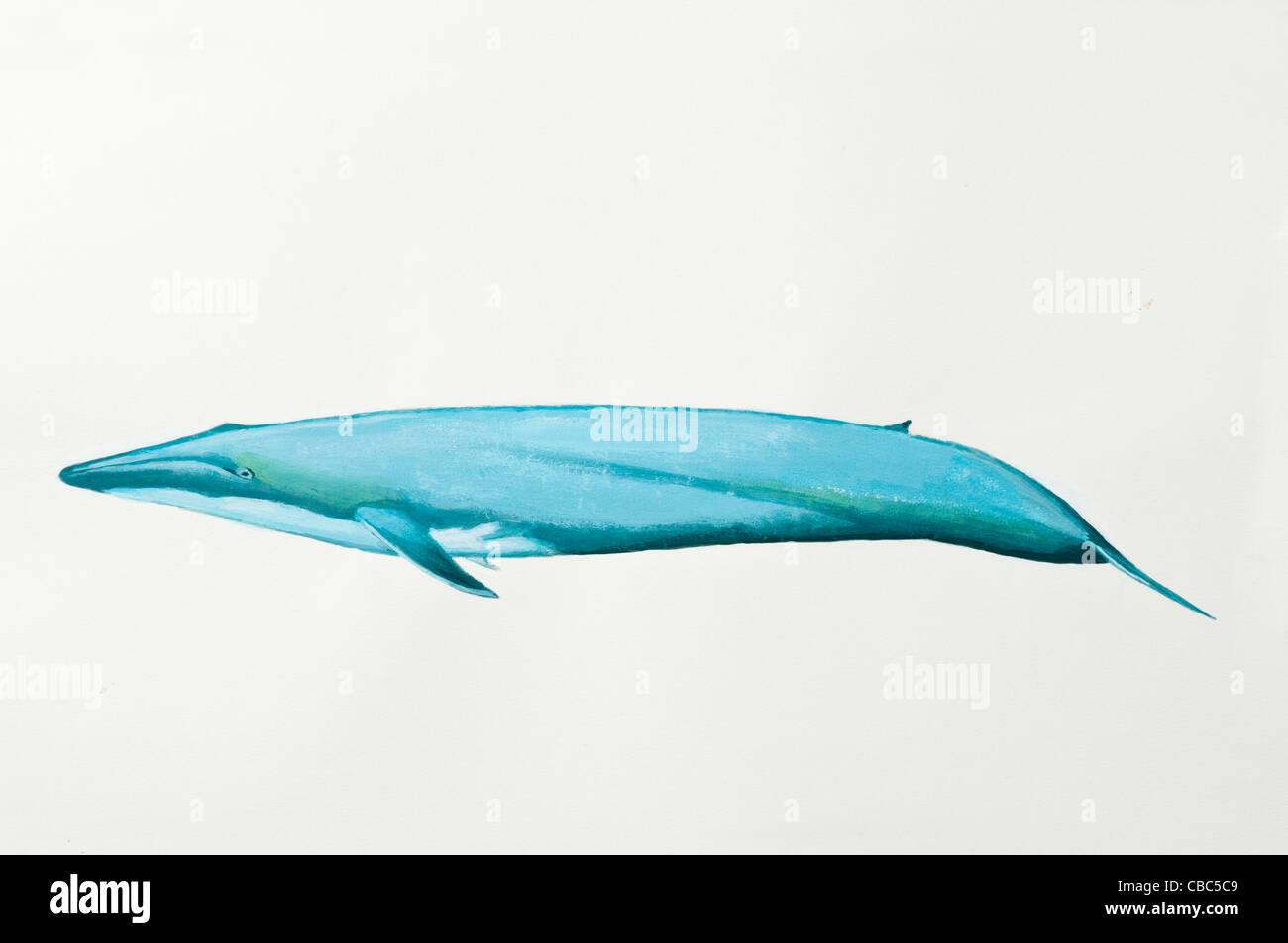 Blue Whales, Balaenoptera musculus, Mammalia, Cetacea, Balaenopteridae ...