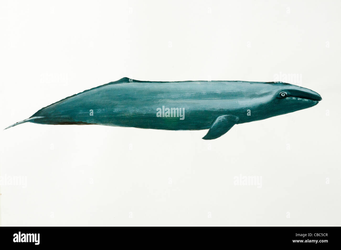 Eschrichtiidae hi-res stock photography and images - Alamy