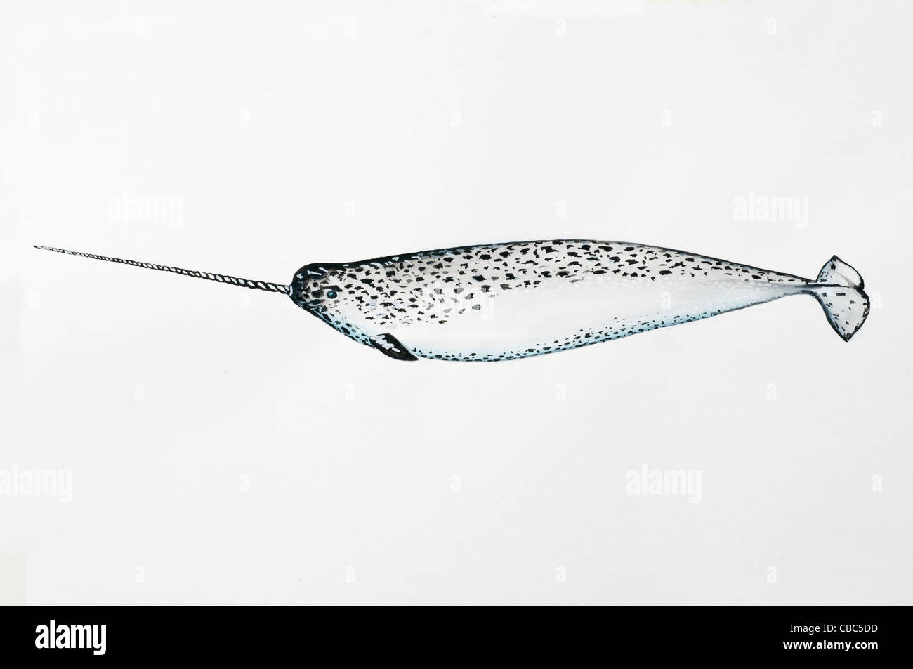Narwhal hi-res stock photography and images - Alamy