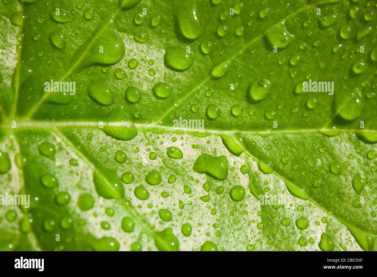 Green leaf water drops on hi-res stock photography and images - Alamy