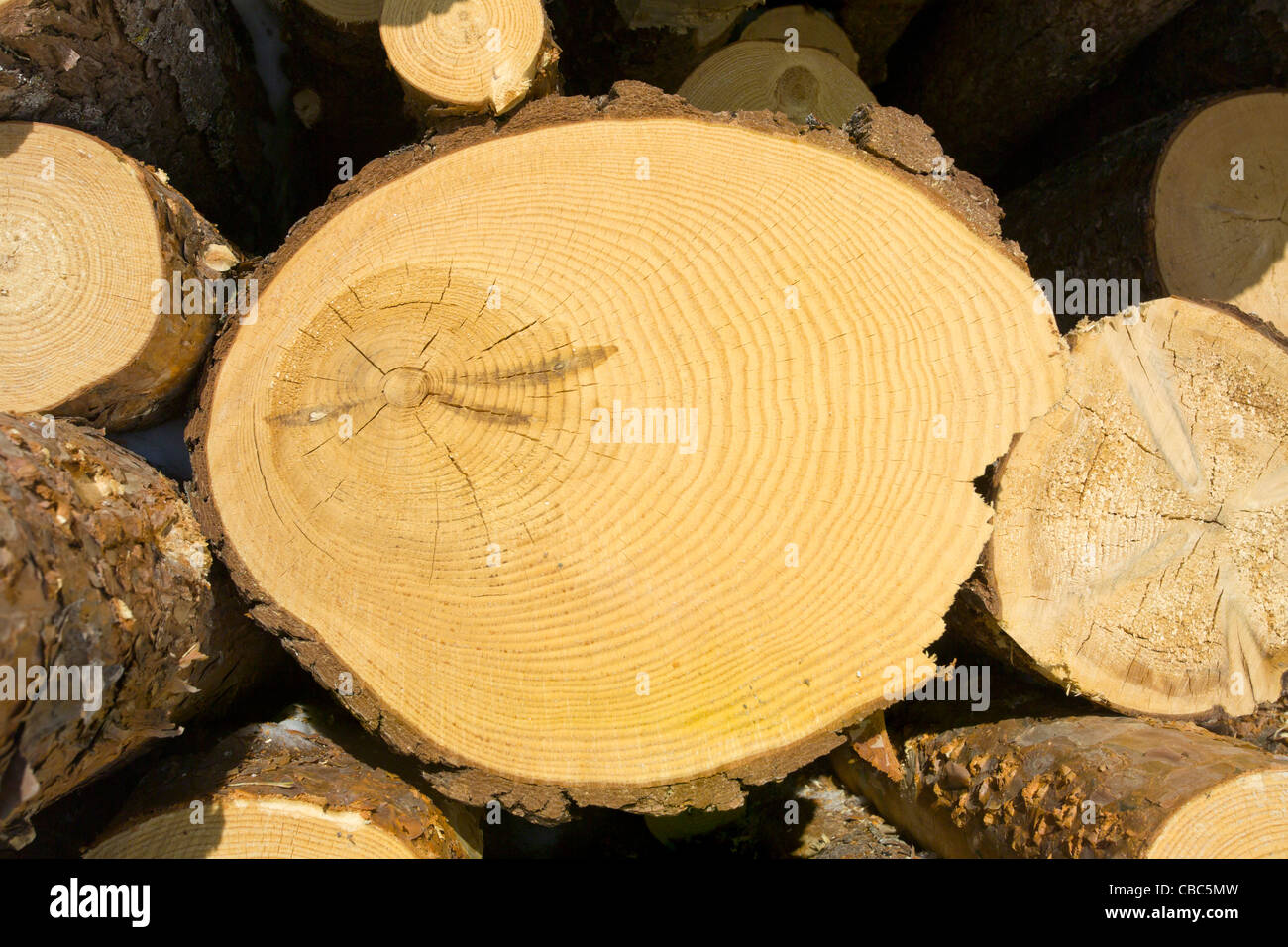 asymmetrical annual rings in pine tree log Stock Photo - Alamy