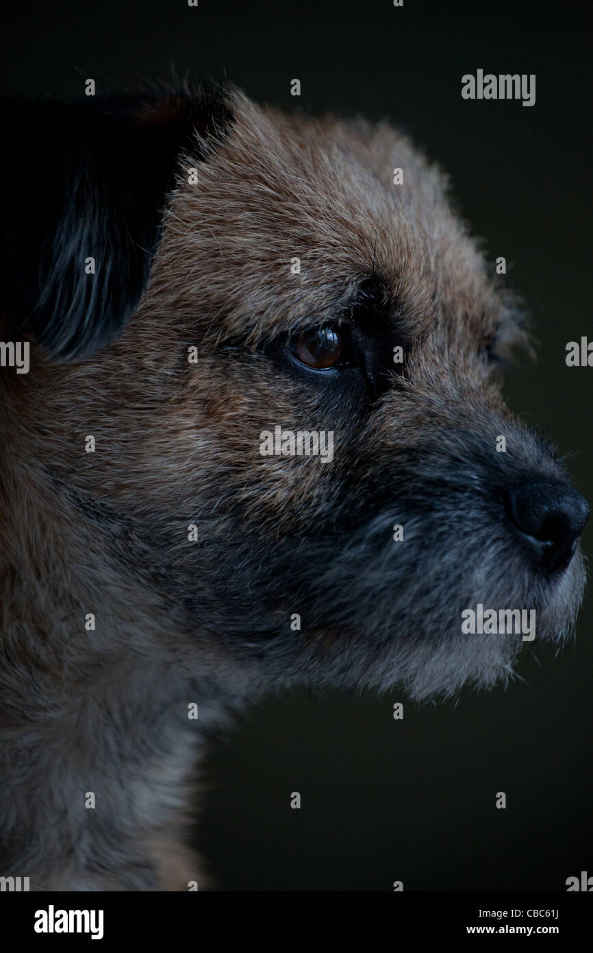 Barney the dog hi-res stock photography and images - Alamy