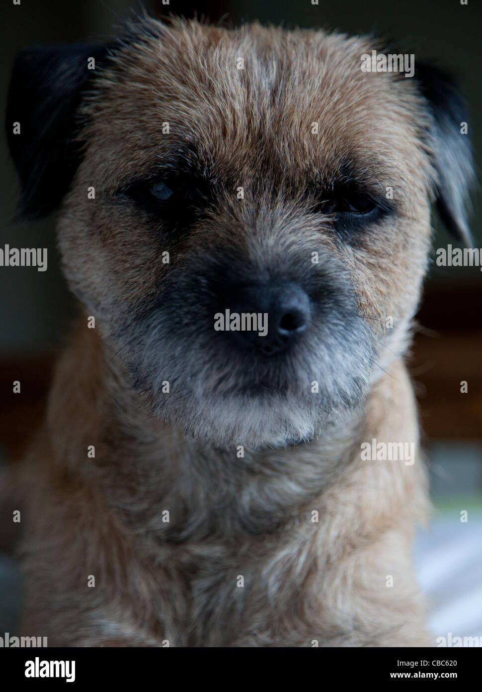 Barney the dog hi-res stock photography and images - Alamy