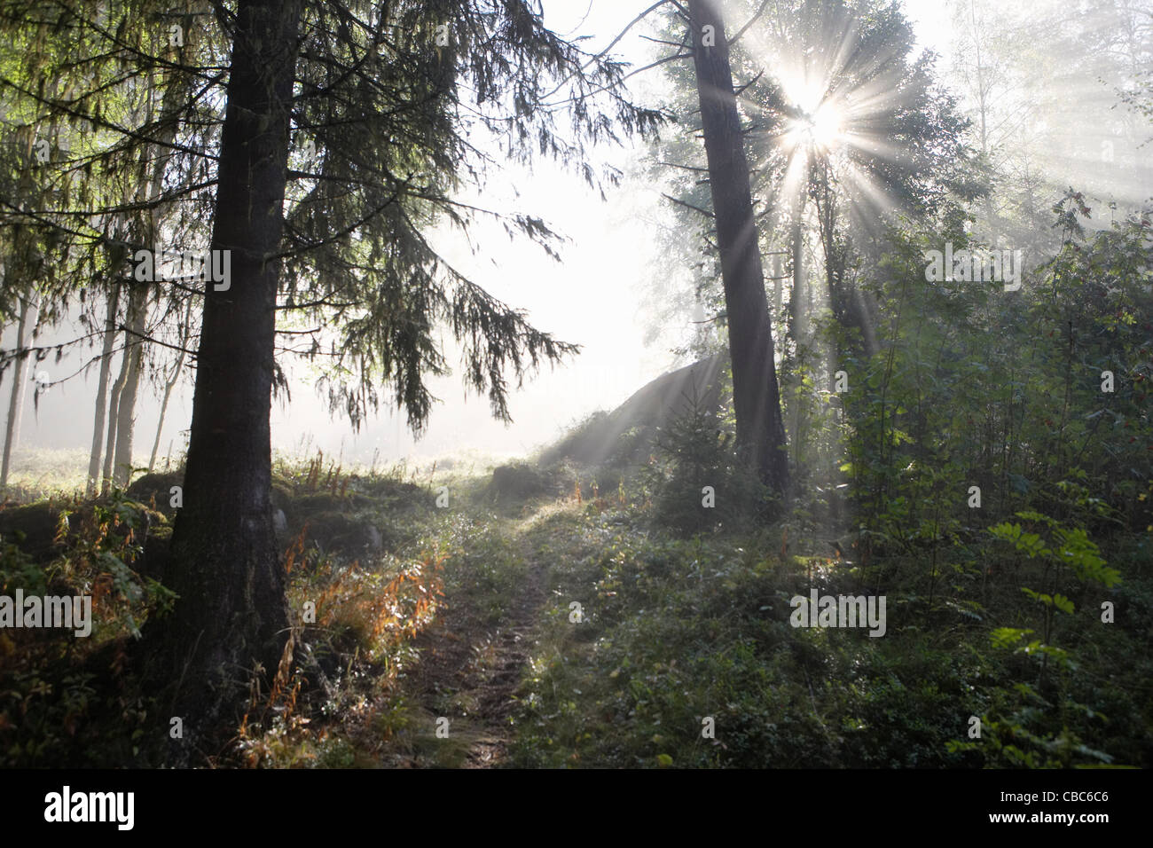 Sunlight shining through forest Stock Photo - Alamy
