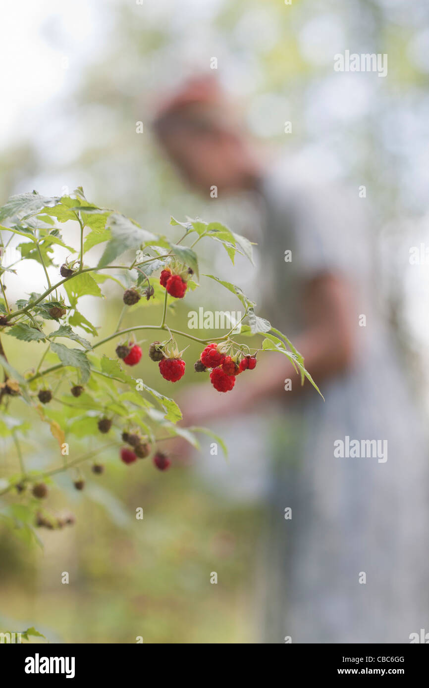 Mature growth raspberries hi-res stock photography and images - Alamy