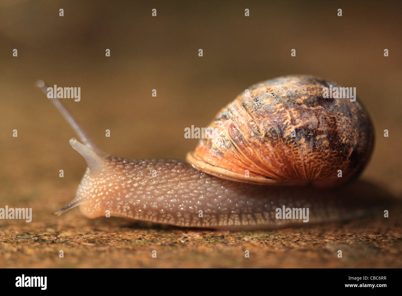 Common snail - Helix aspersa Stock Photo - Alamy