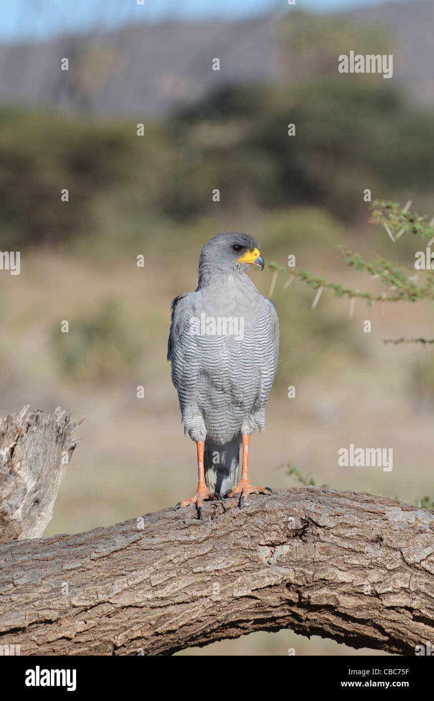 Eastern somali chanting goshawk hi-res stock photography and images - Alamy