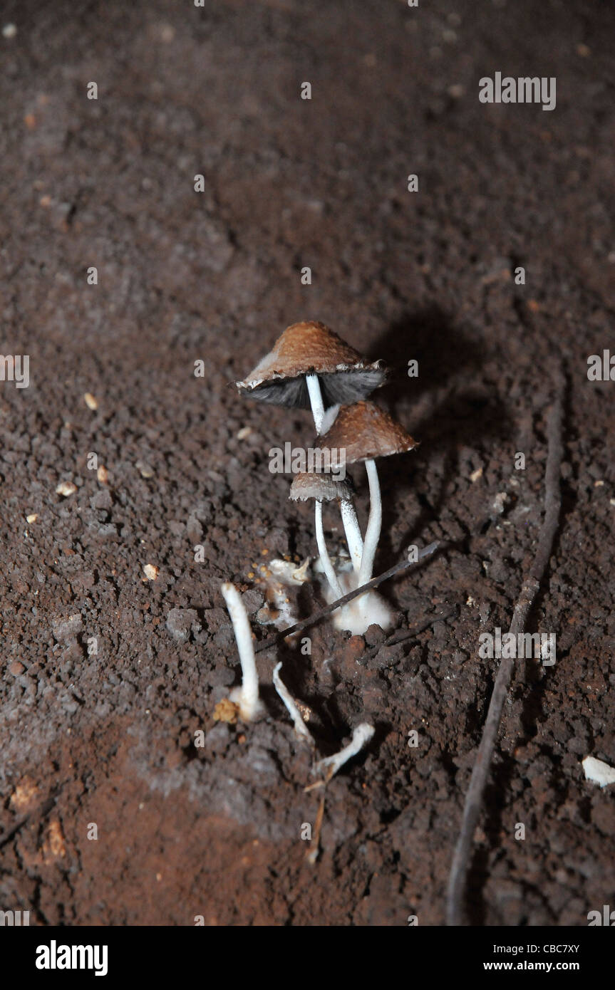 Cave fungi hi-res stock photography and images - Alamy