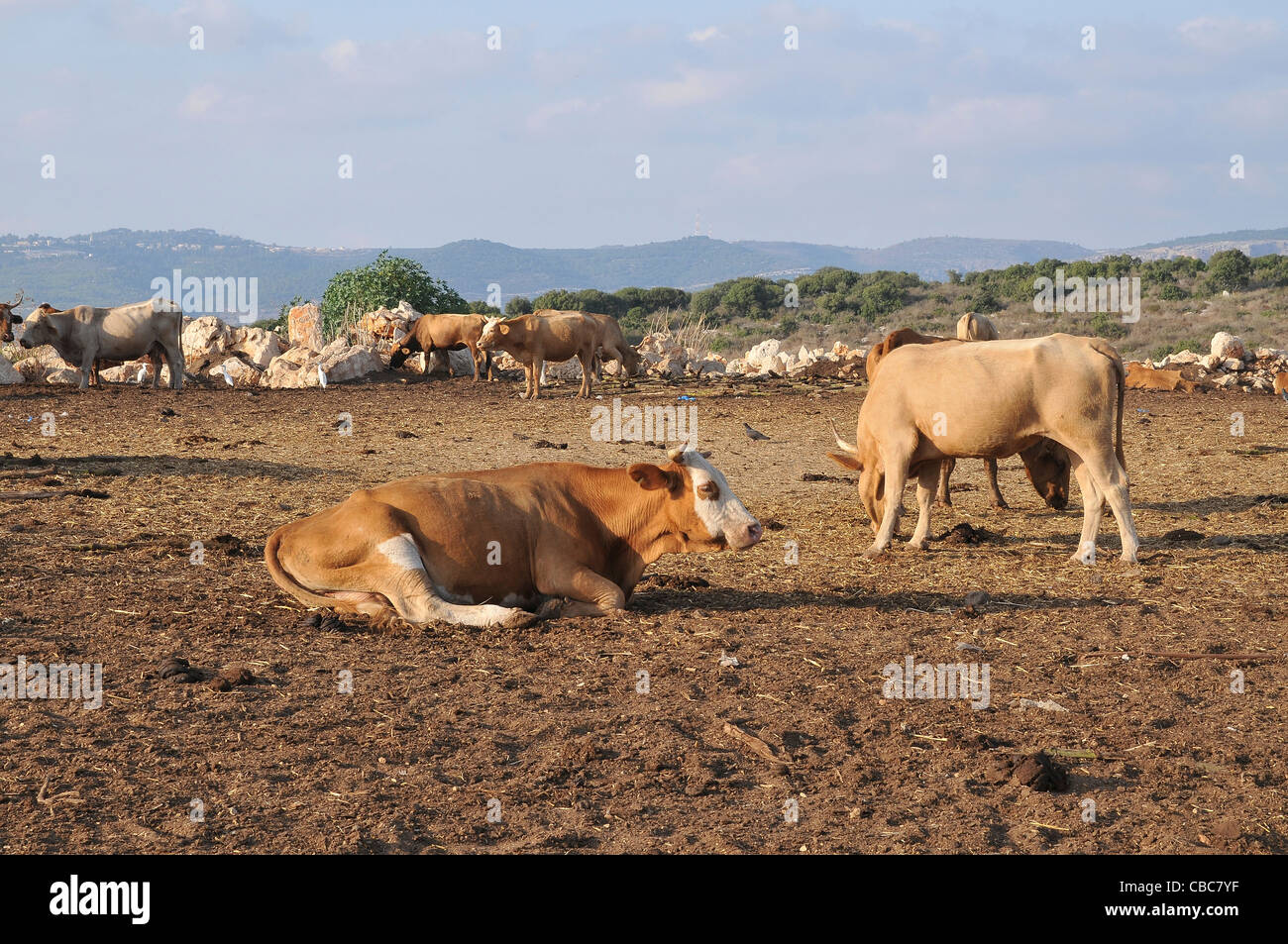 Israel, Mount Carmel, free grazing cattle Stock Photo - Alamy