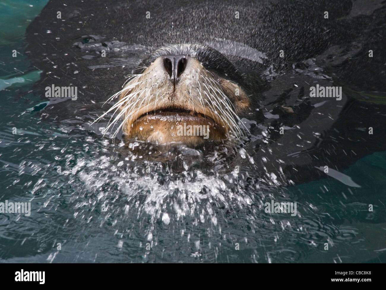 Sea lion bull leader swimming, splashing and making a lot of noise ...