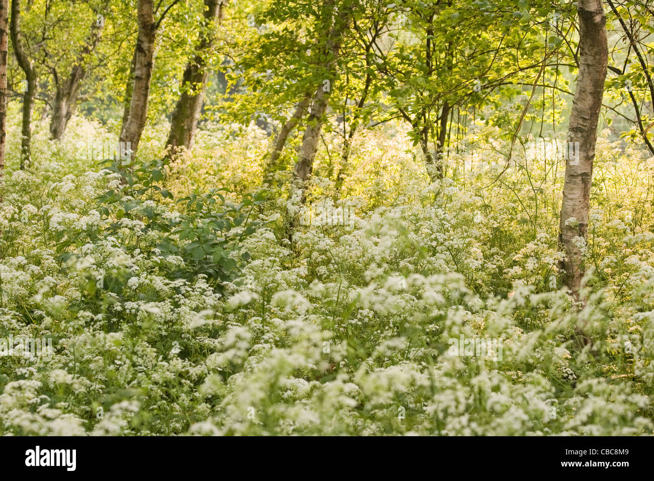 Spring looks like its wearing a wedding-veil Stock Photo - Alamy