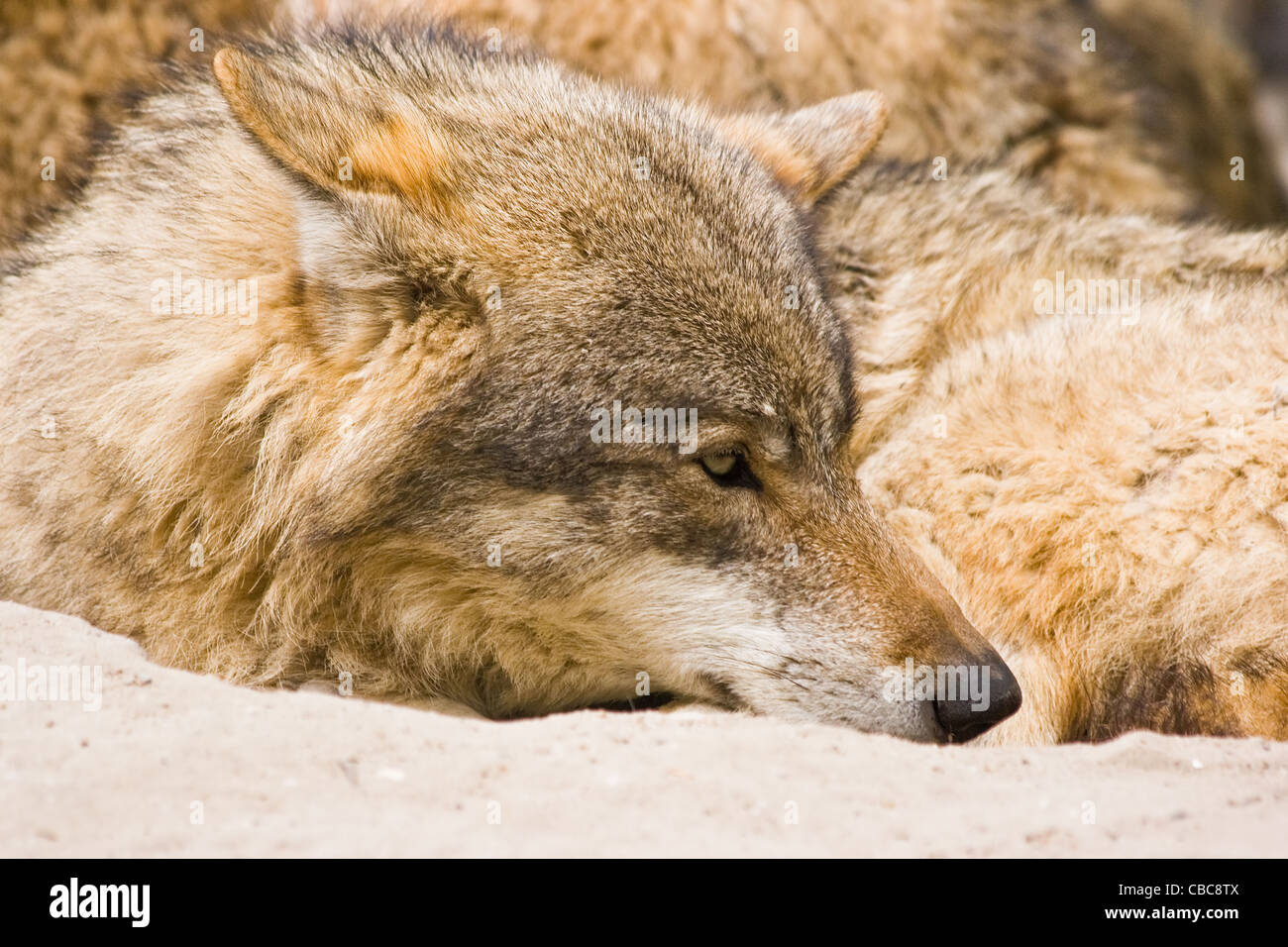 Grey wolf or Canis lupus resting in the early morning sun Stock Photo ...