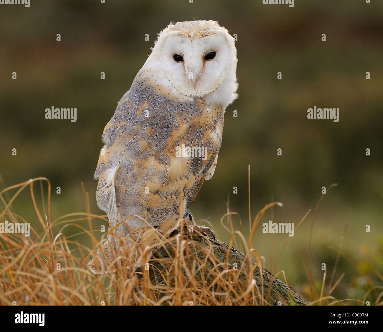 Barn Owl photographed n the middle of autumn colored vegetation at a ...