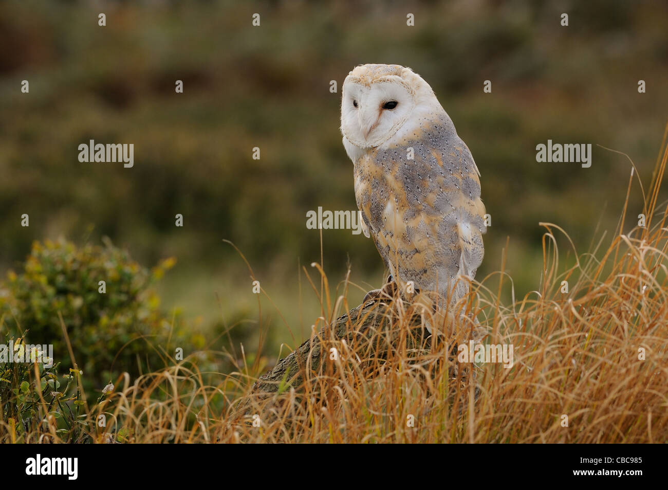 Barn Owl photographed n the middle of autumn colored vegetation at a ...