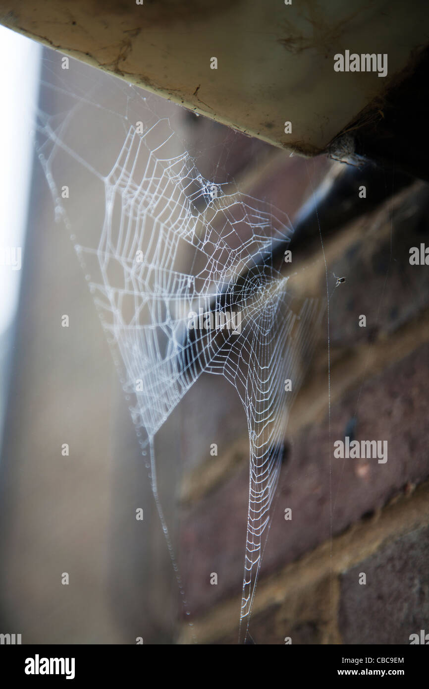 Cobweb hi-res stock photography and images - Alamy