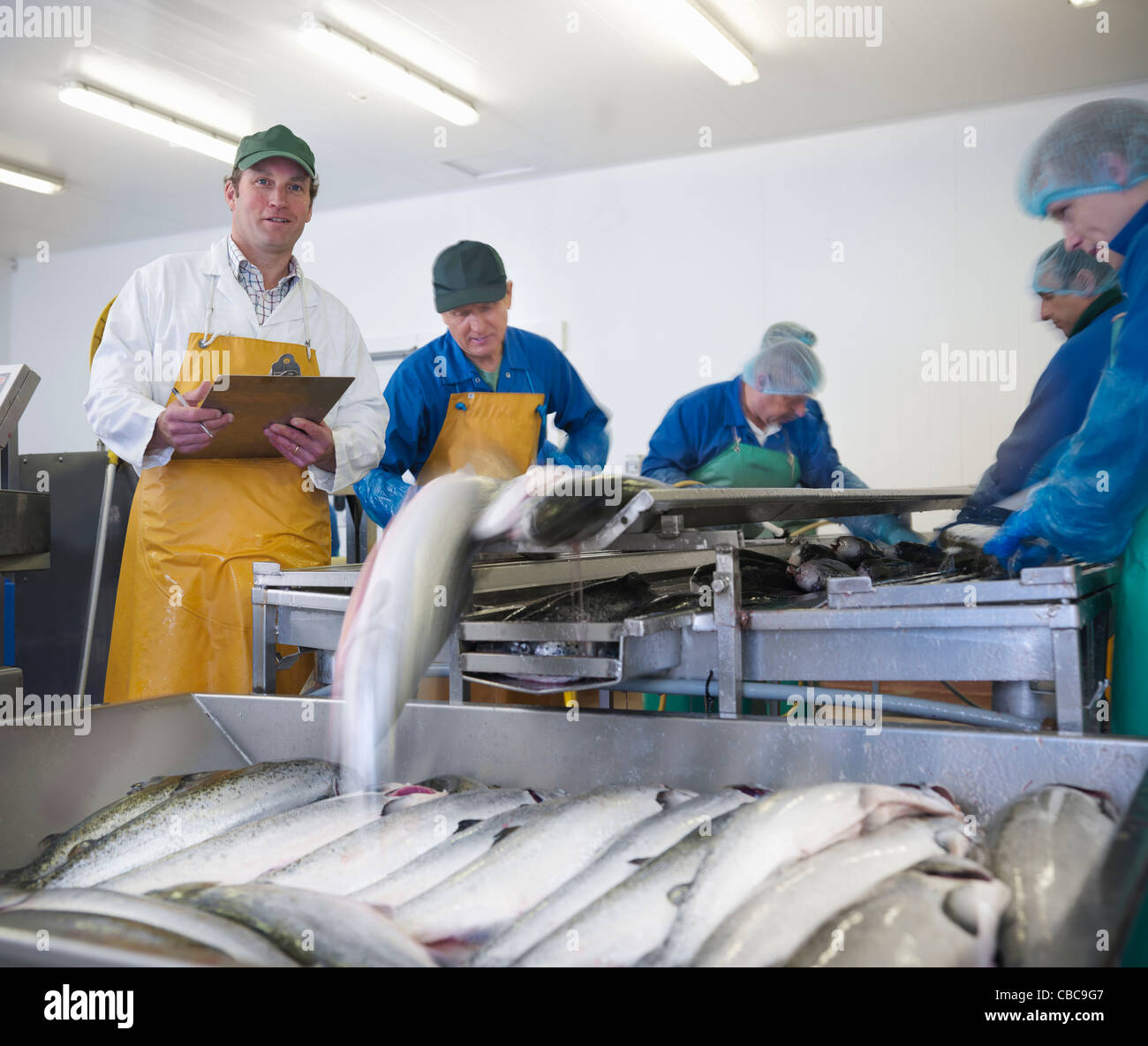 Processing Fish High Resolution Stock Photography and Images - Alamy