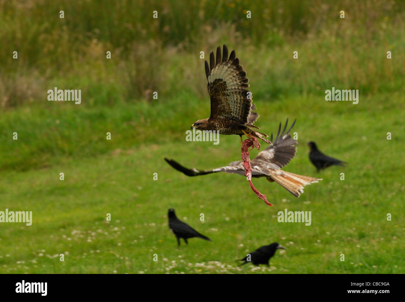 Buteo buteo common buzzard nest hi-res stock photography and images - Alamy