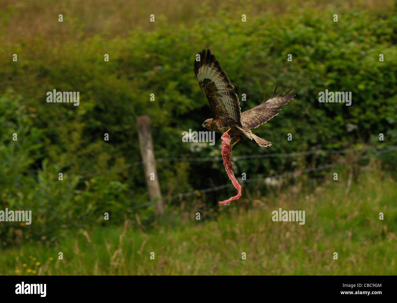 Buteo buteo common buzzard nest hi-res stock photography and images - Alamy