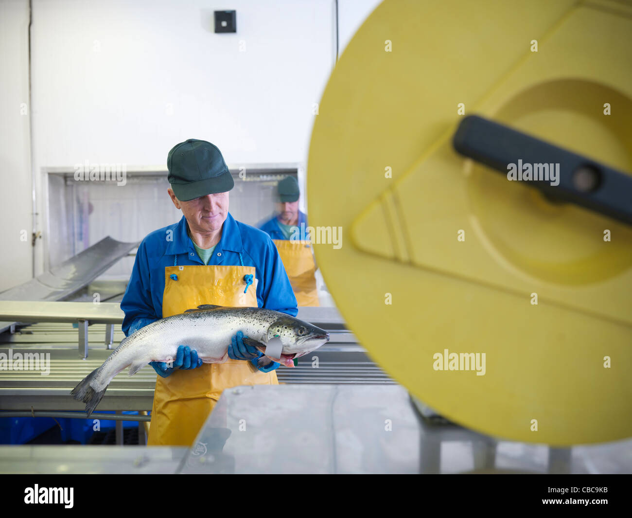 Processing animal hi-res stock photography and images - Alamy