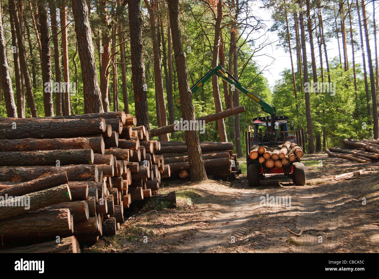 Tractor loading timber in the forest. Western Poland Stock Photo - Alamy