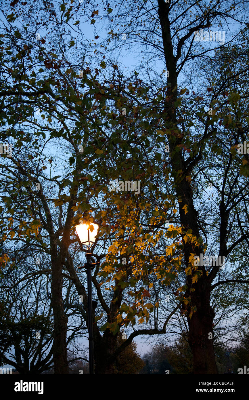 Lit lamppost night branches hi-res stock photography and images - Alamy