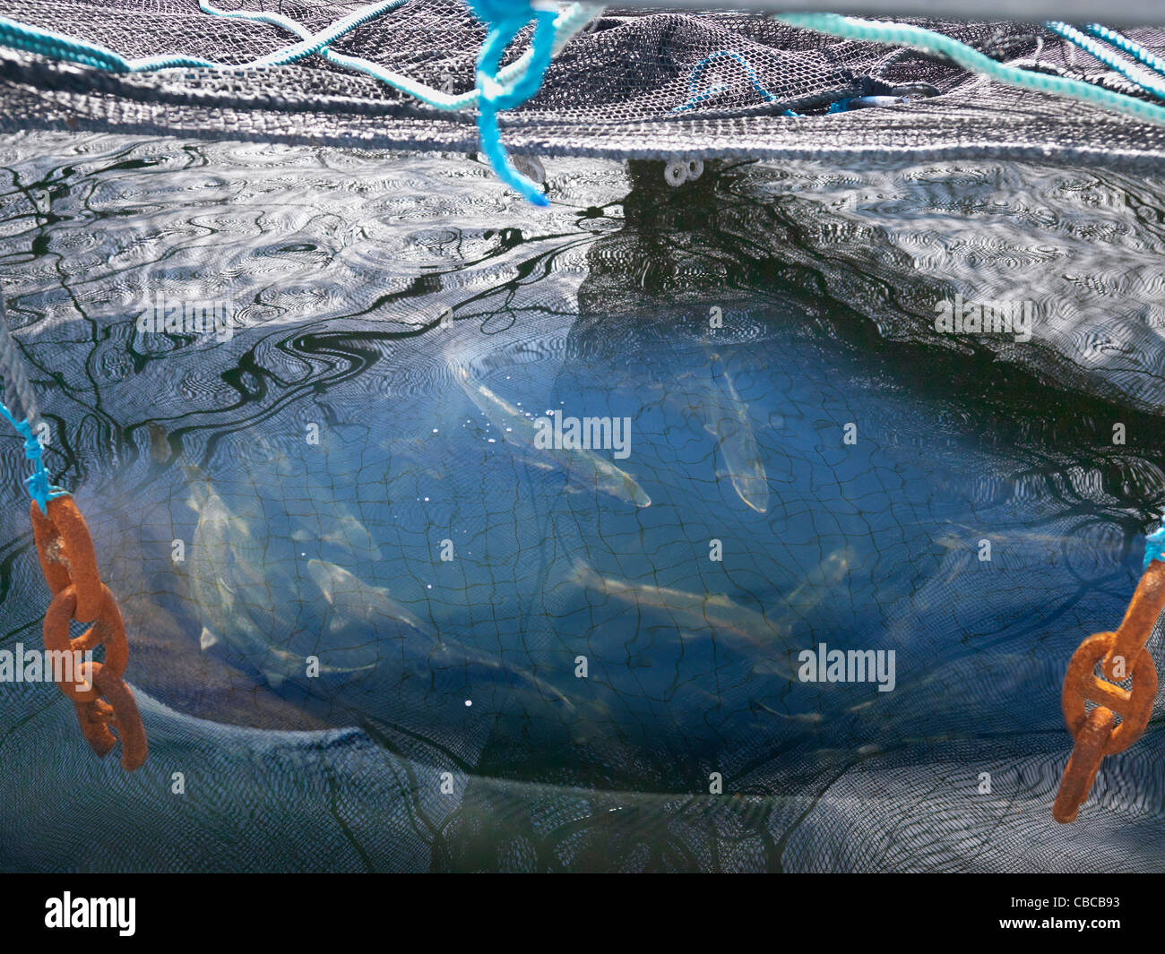 Wild salmon swimming scotland hi-res stock photography and images - Alamy