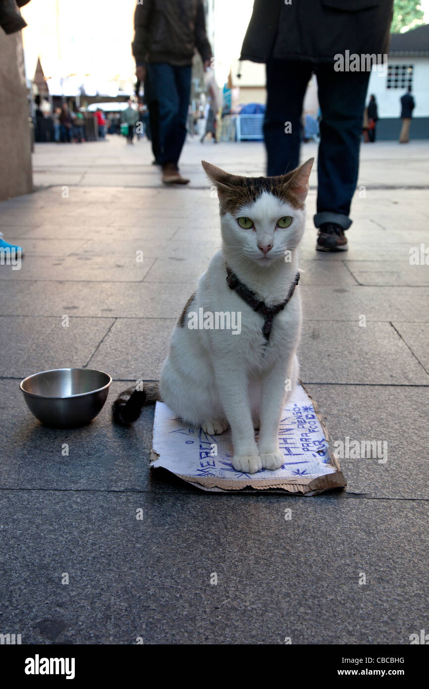 Begging cat in Madrid Stock Photo - Alamy