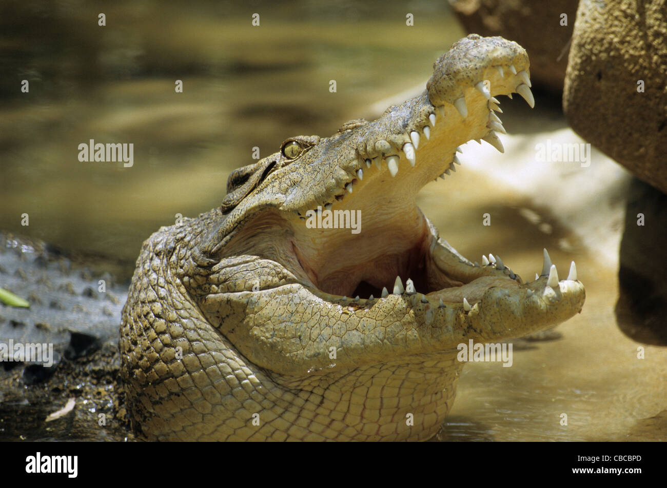 Saltwater crocodile (Crocodylus porosus) mouth opened, Queensland ...