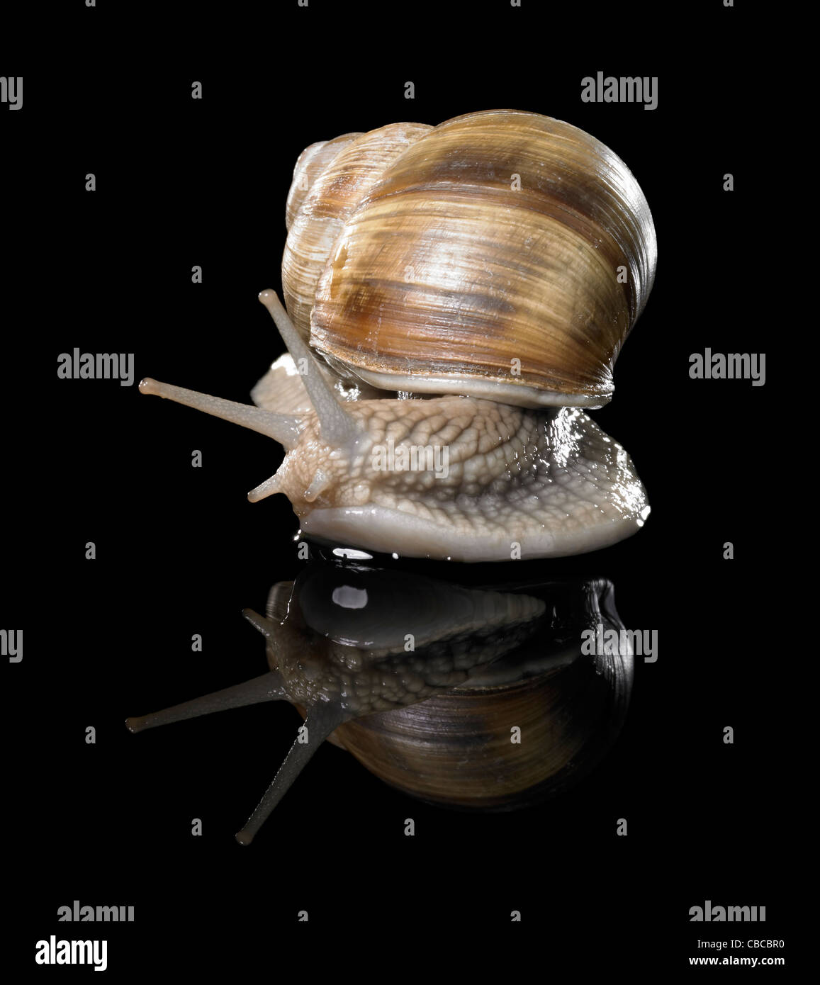studio photography of a Grapevine snail creeping in black reflective ...