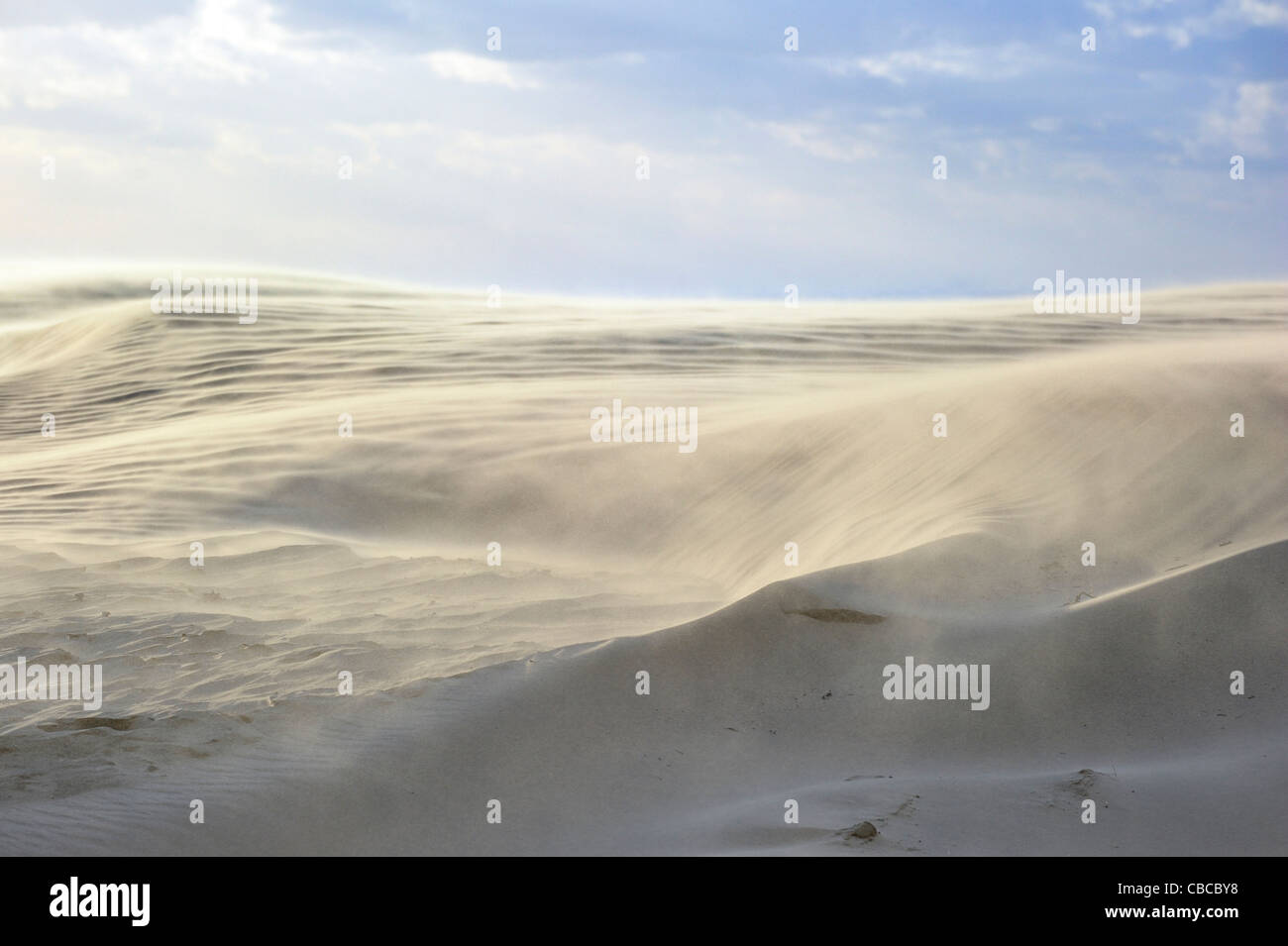 Shifting sands blown up by the wind on beach along the North Sea during ...