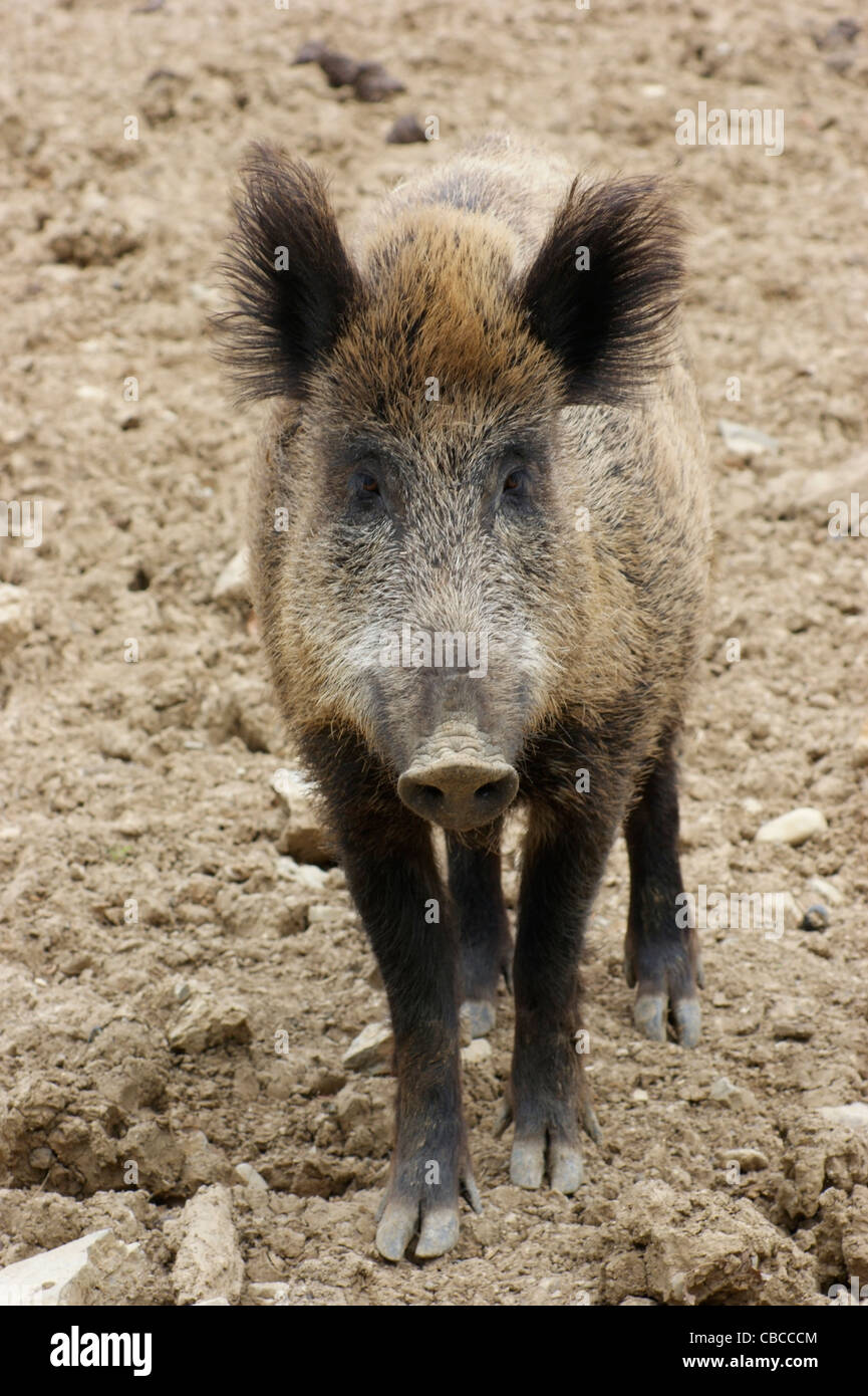 Full front frontal view hi-res stock photography and images - Alamy