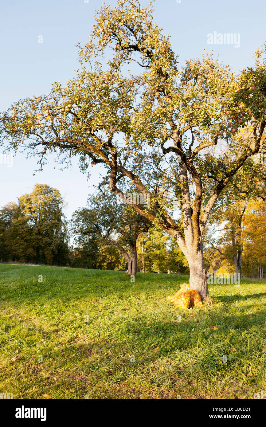 Trees growing in rural field Stock Photo - Alamy