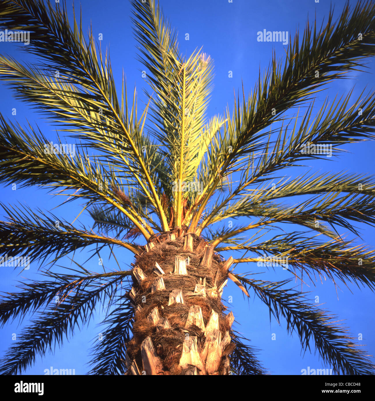 Crown of Palm Tree (Palmae) with deep blue sky background Stock Photo ...