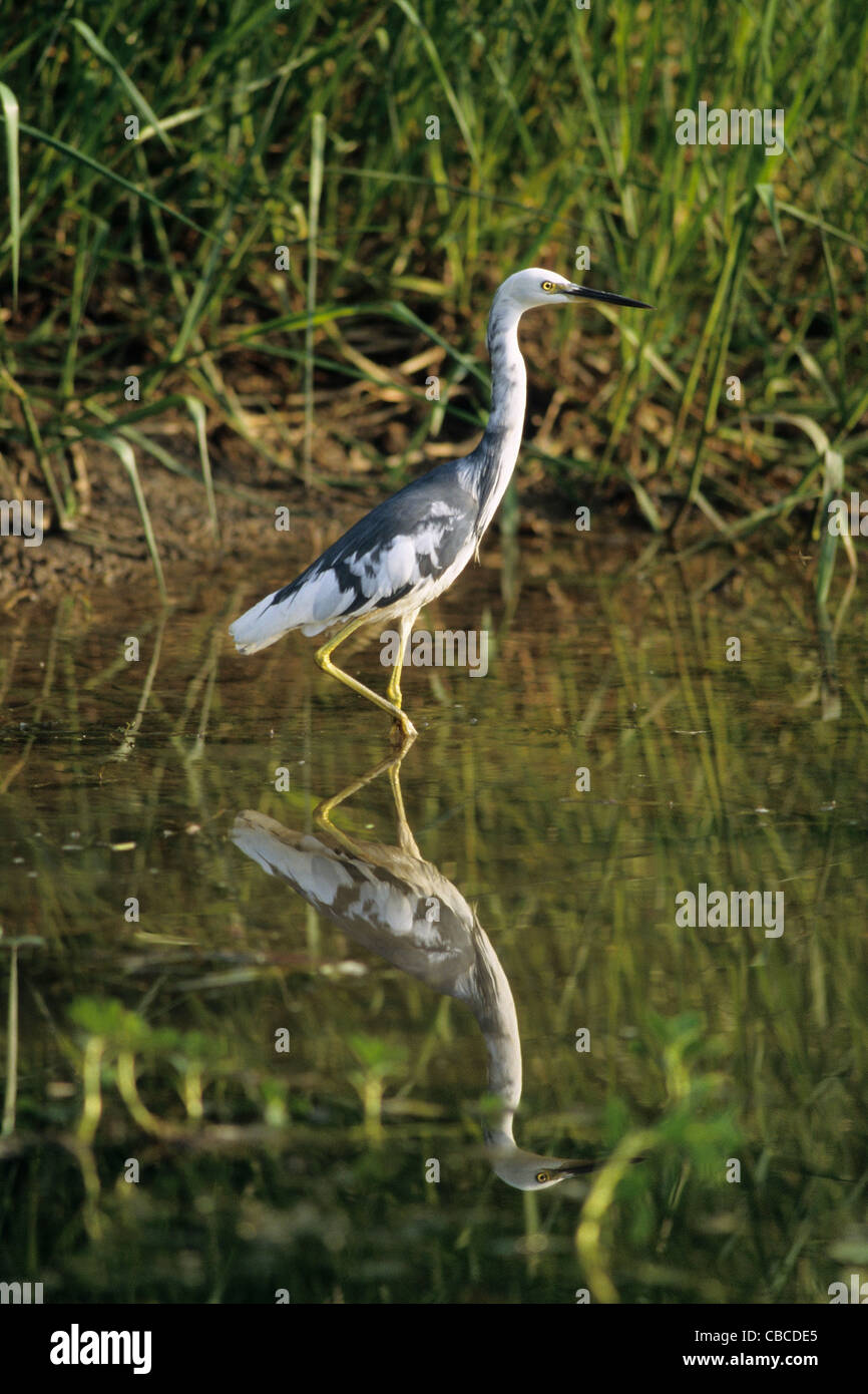 Juvenile White-necked Heron (Ardea pacifica) also called Pacific Heron ...