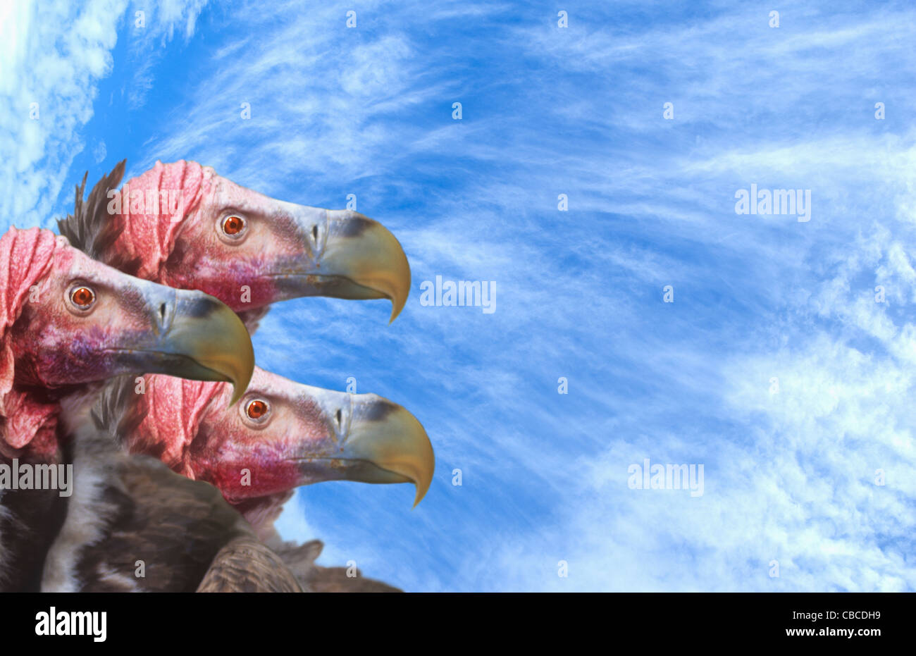 Money Vulture High Resolution Stock Photography and Images - Alamy
