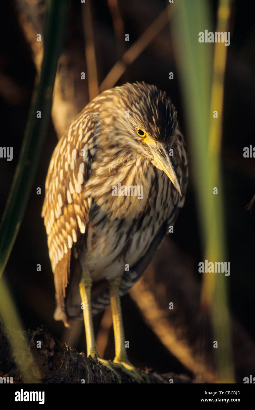 Juvenile Nankeen Night Heron (Nycticorax caledonicus), Yellow water ...
