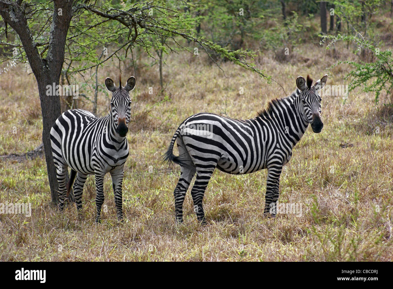 some Zebras in Uganda (Africa Stock Photo - Alamy