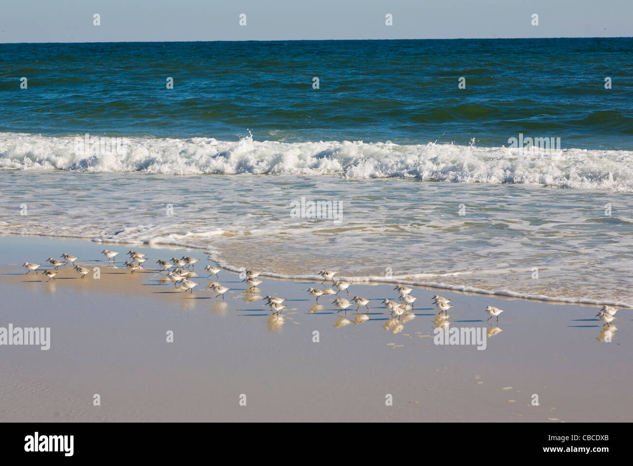Shorebirds on the beach in the Gulf of Mexico Alabama Stock Photo - Alamy