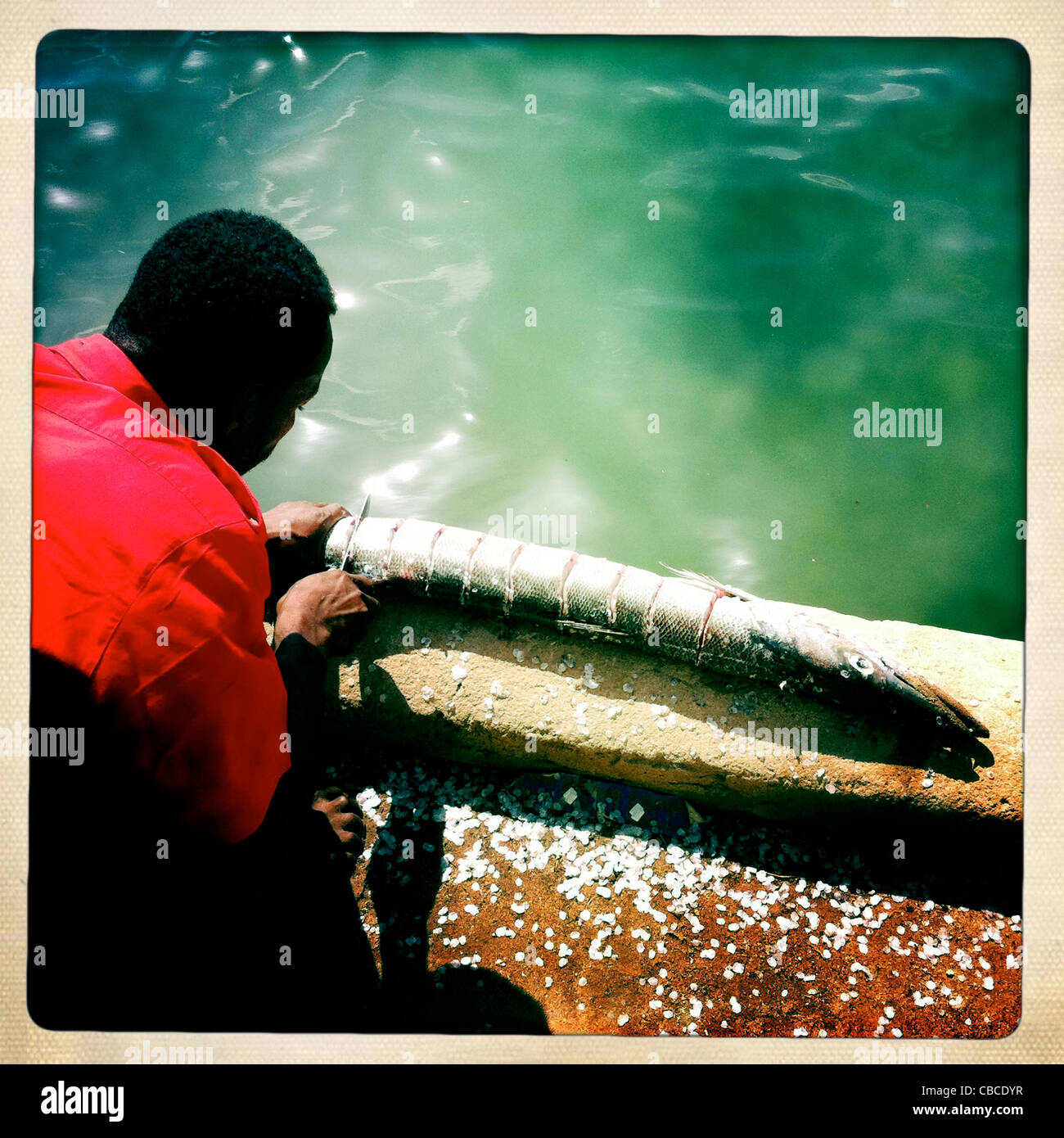 Indian fish cutting hi-res stock photography and images - Alamy